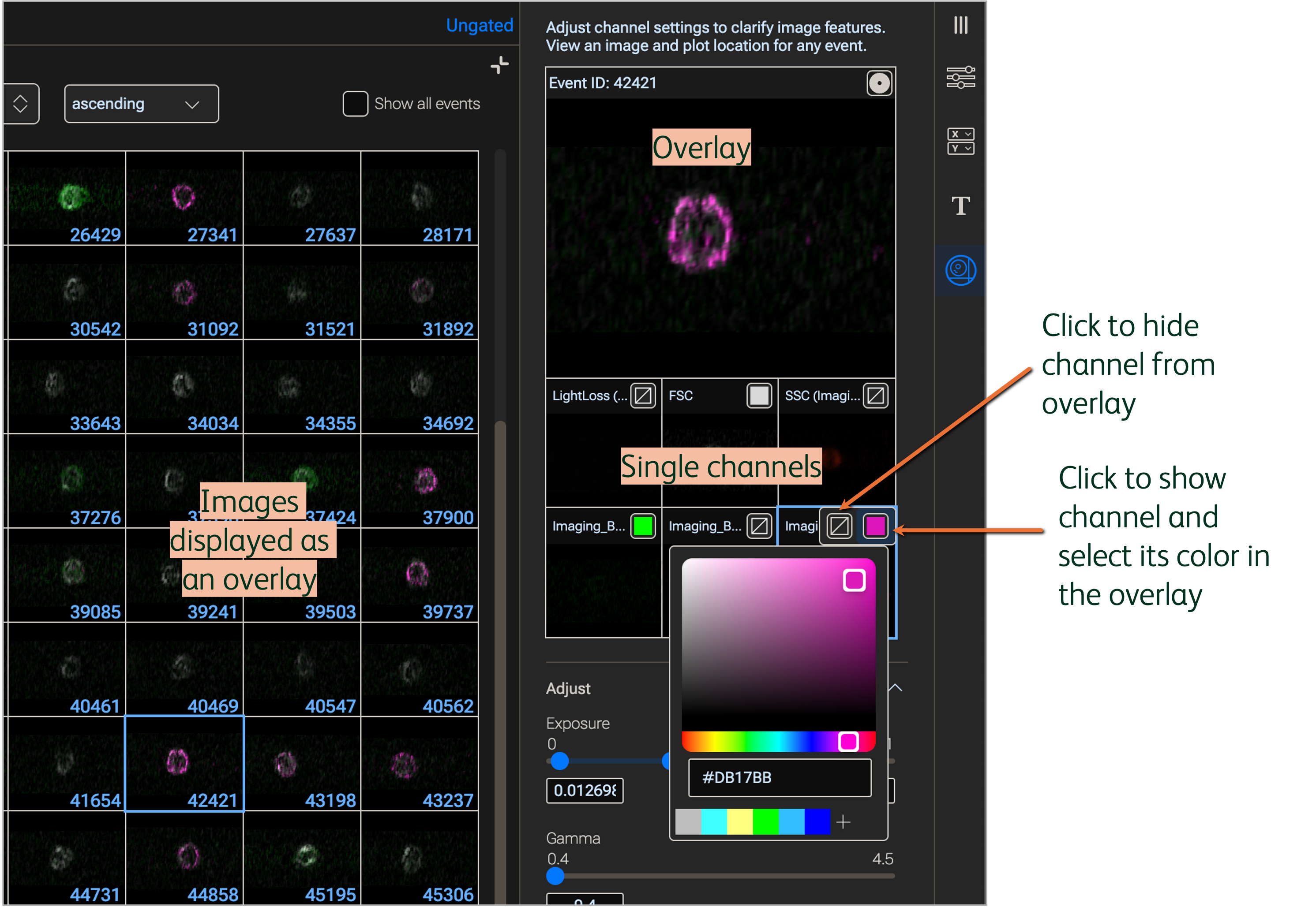 Image Wall | FlowJo, LLC